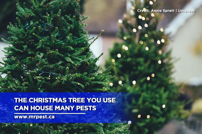 What Attracts Pests to Your Home During the Holidays? - Mr Pest Control