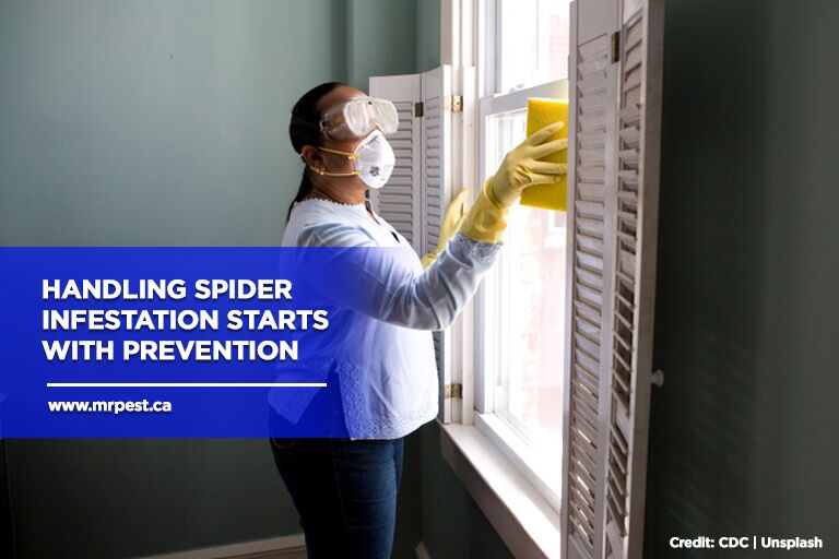 Understanding Spiders — Friends or Foe? - Mr Pest Control