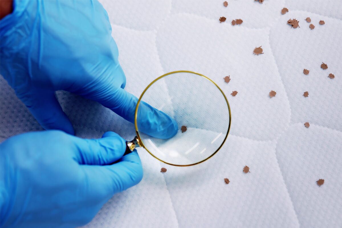 10 Tiny Pests That Can Cause Big Problems Without Proper Pest Control ...